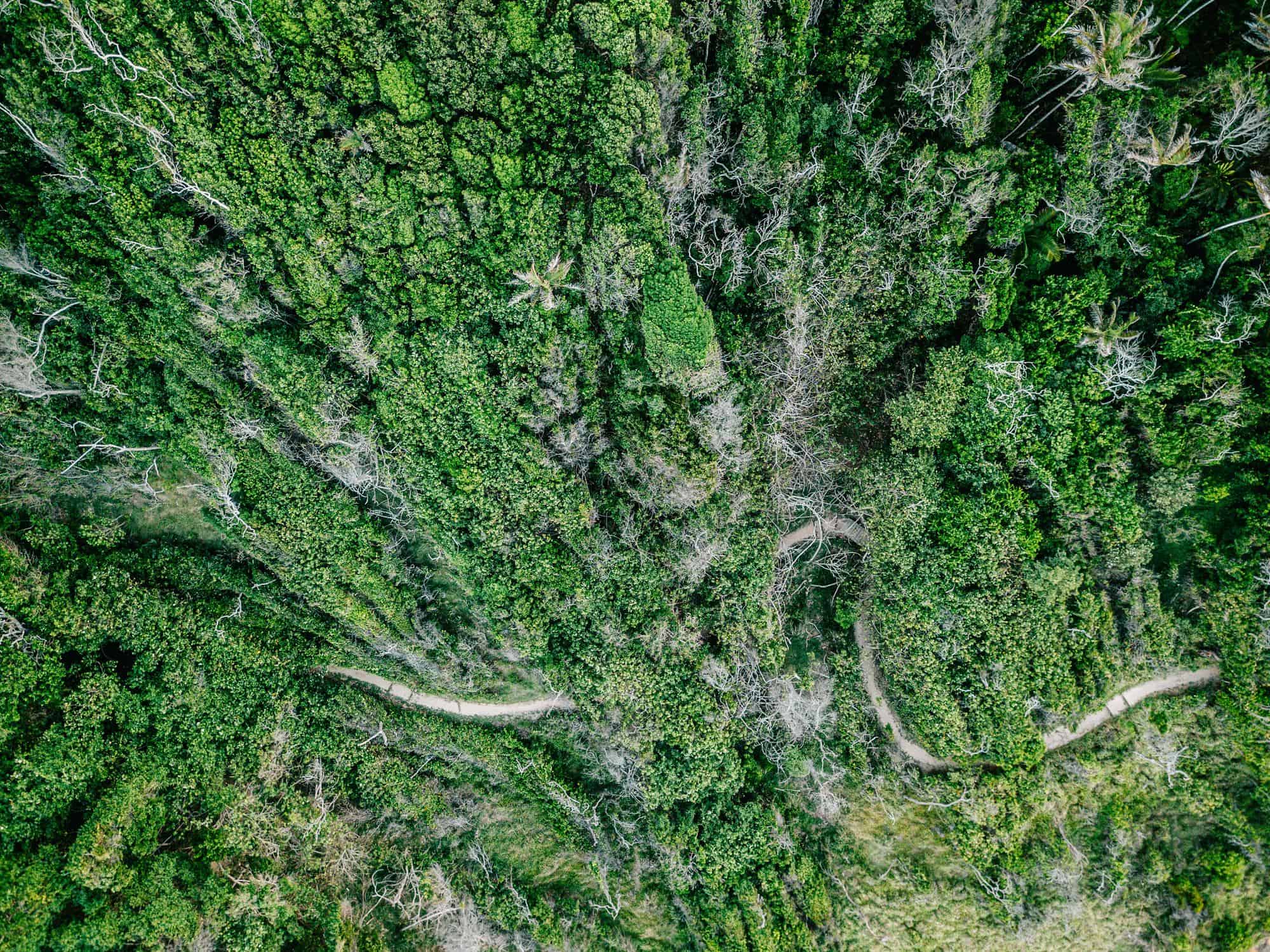 byron-bay-rainforest • As We Saw It