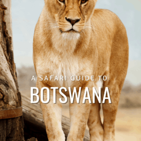 Botswana Safari: Guide to Choosing Your Ideal Itinerary