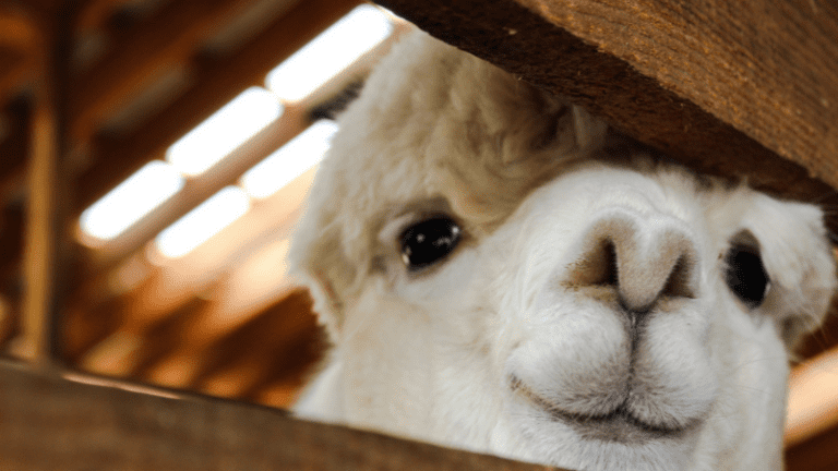 11 Fun Things to Do in Temecula California