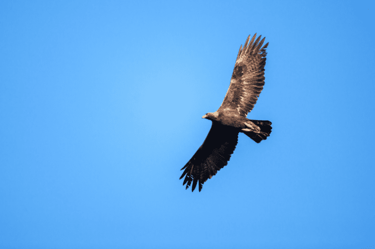 10 Best Places to See Wildlife in Europe