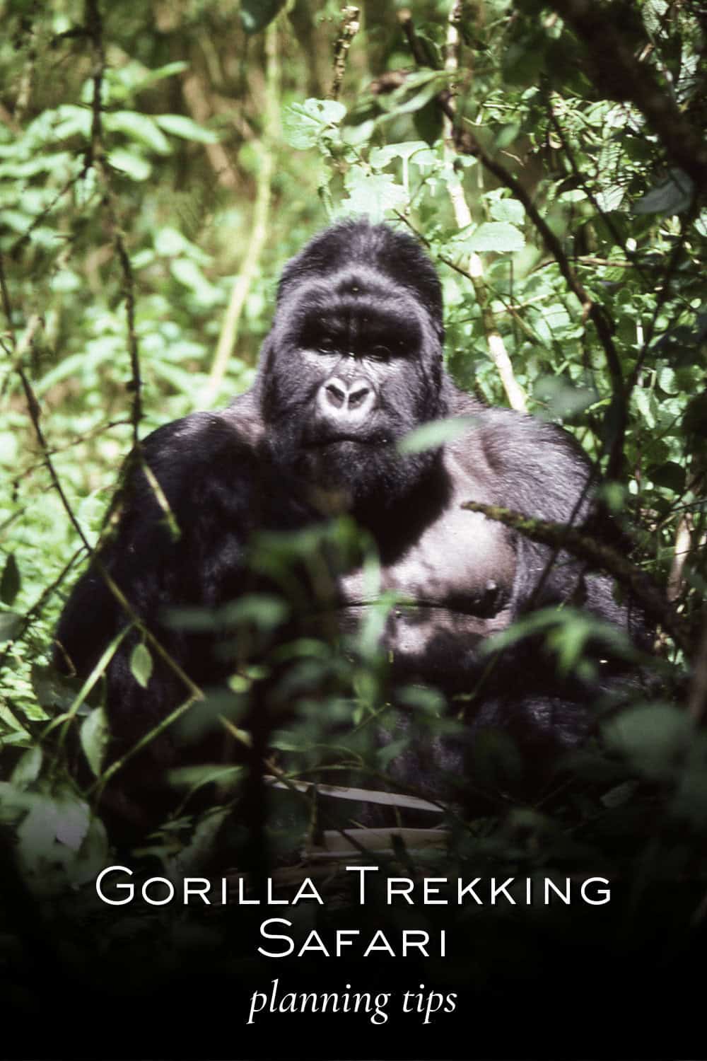 7 Travel Tips for Your Gorilla Trekking Safari