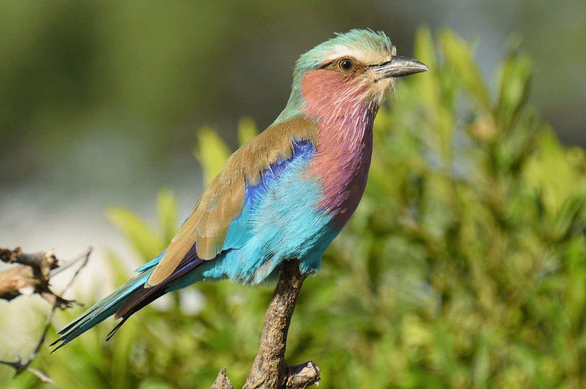 lilac breasted roller bird • As We Saw It